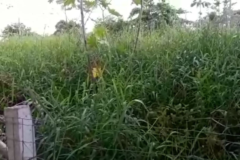 TopNews - Prefeitura de Juína fará limpeza de terrenos e donos serão ...